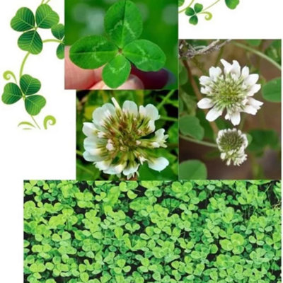 Micro Grass Clover White Seeds, Wildflower Seeds, bee friendly ...