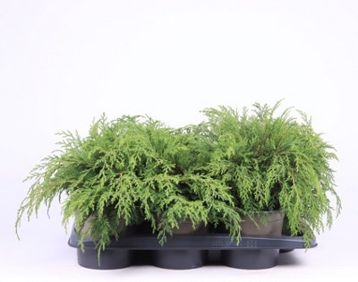 Microbiota Decussata, 17cm Pot Size, 35cm Tall, Microbiota Decussata ...
