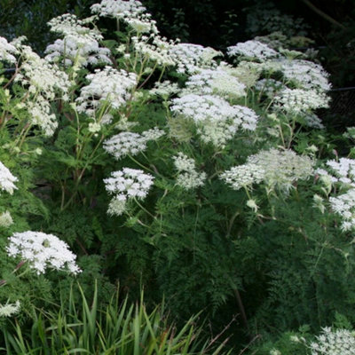 MILK PARSLEY PERENNIALS FLOWERING PLANTS SELINUM WALLICHIANUM 2L POT