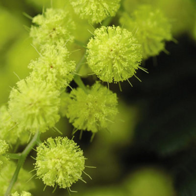 Mimosa - Acacia Dealbata - 2 Litre Potted Plant x 1