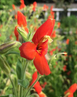 Mimulus cardinalis 'Scarlet Monkey' - 9cm Bareroot - Marginal Aquatic ...