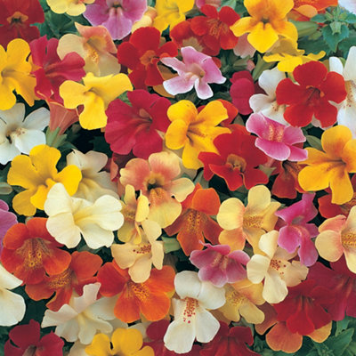 Mimulus Magic Mixed Colourful Flowering Garden Ready Bedding Plants 6 Pack