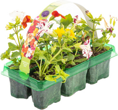 Mimulus Magic Mixed Colourful Flowering Garden Ready Bedding Plants 6 Pack