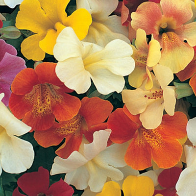 Mimulus Magic Mixed Colourful Flowering Garden Ready Bedding Plants 6 Pack