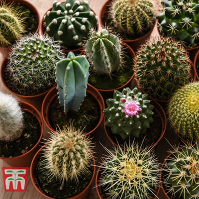 Mini Cactus Collection Houseplants - 10 plants | DIY at B&Q