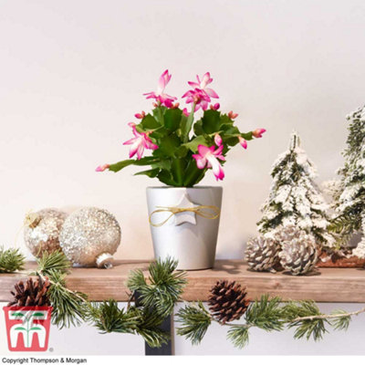 Mini Christmas Cactus In Colour Pot - 1 Plant