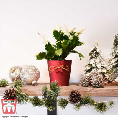 Mini Christmas Cactus In Colour Pot - 1 Plant