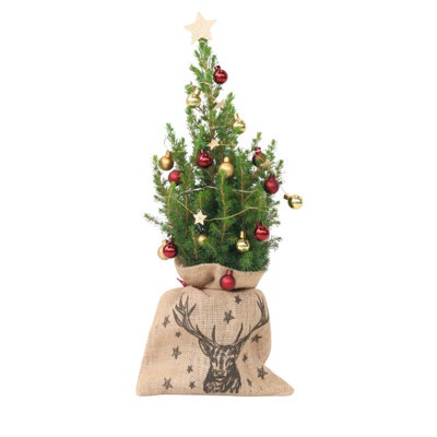 Mini-Christmas-tree with jute-bag - Picea glauca Conica - 55-65cm - Pot ...
