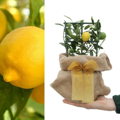 Mini Citrus Lemon Tree in Hessian Gift Wrap - Indoor Plant with Edible ...