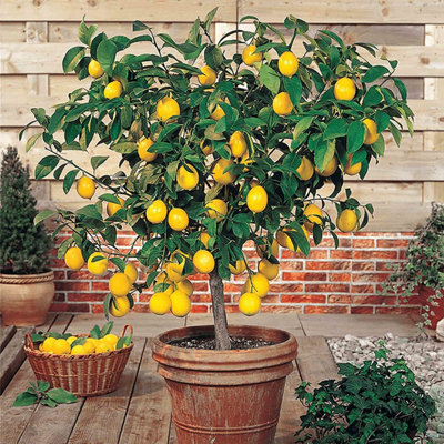 Mini Citrus Lemon Tree in Hessian Gift Wrap - Indoor Plant with Edible ...