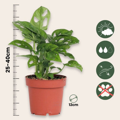 Mini Swiss Cheese Plant - 2 pcs. - Monstera Monkey Mask - H25-30cm ...