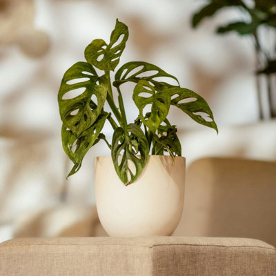 Mini Swiss Cheese Plant - 2 pcs. - Monstera Monkey Mask - H25-30cm ...