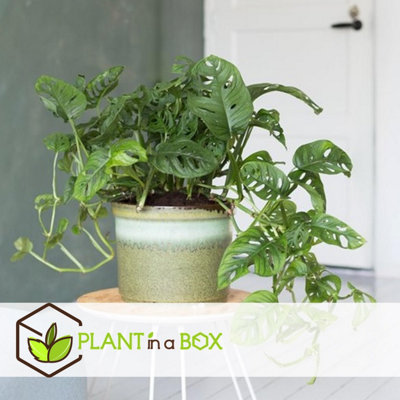 Mini Swiss Cheese Plant - 2 pcs. - Monstera Monkey Mask - H25-30cm ...