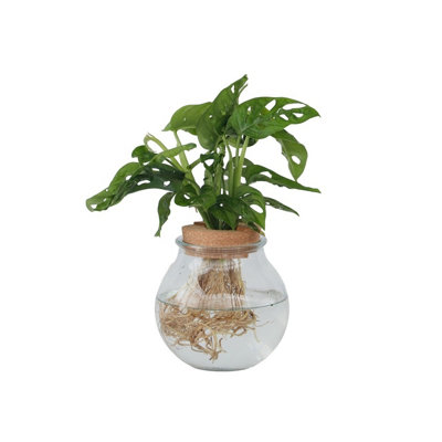 Mini Swiss Cheese Plant - Monstera Monkey Mask - Height 25-35cm - Pot 20cm