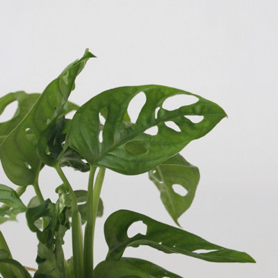 Mini Swiss Cheese Plant - Monstera Monkey Mask - Height 25-35cm - Pot 20cm
