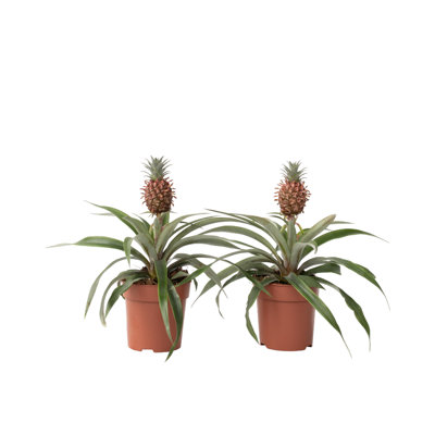 Miniature Pineapple plant - 2 pcs. - Ananas Mi Amigo - Height 35-45cm ...