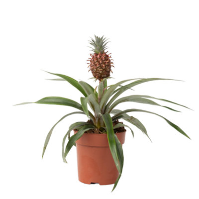 Miniature Pineapple plant - Ananas comosus 'Mi Amigo' - Height 35-45cm ...