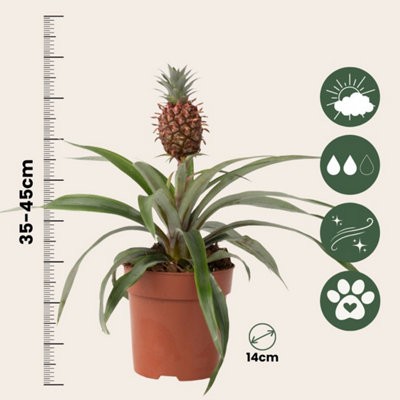 Miniature Pineapple plant - Ananas comosus Mi Amigo - Height 35-45cm ...