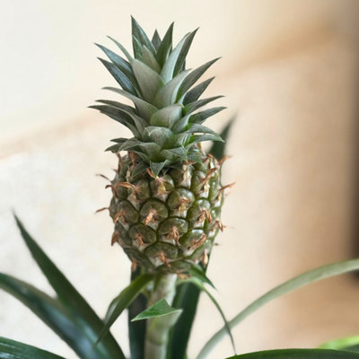 Miniature Pineapple plant - Ananas comosus Mi Amigo - Height 35-45cm ...