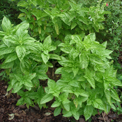 Mint Basil (10-20cm Height Including Pot) Garden Herb Plant - Aromatic ...
