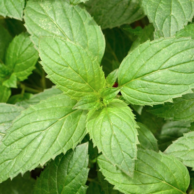 Mint Peppermint Garden Plant - Aromatic Perennial, Compact Size (15 ...