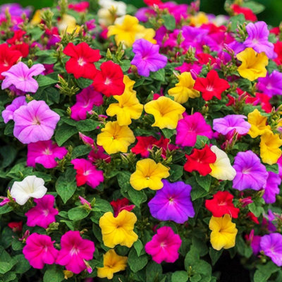 Mirabilis Jalapa 10 x Bare Root - Vibrant evening blooms in mixed colours