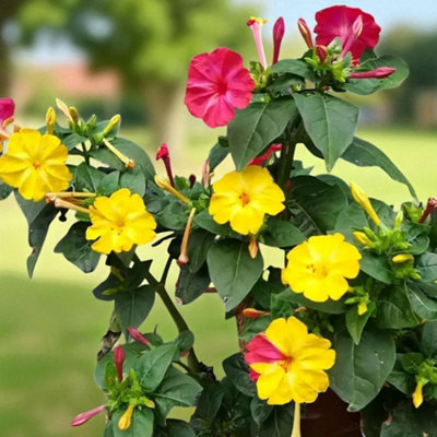 Mirabilis Jalapa 10 x Bare Root - Vibrant evening blooms in mixed colours