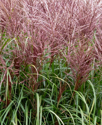 Miscanthus sinensis Boucle - 3x 1L Pot | DIY at B&Q