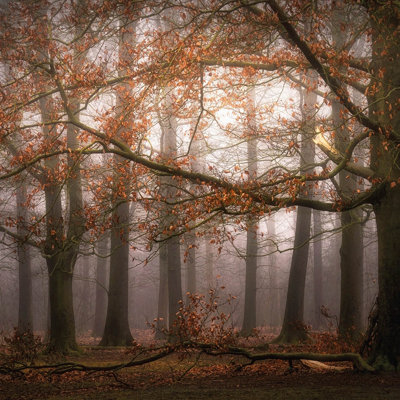 Misty Autumn Forest Mural - 384x260cm - 5450-8