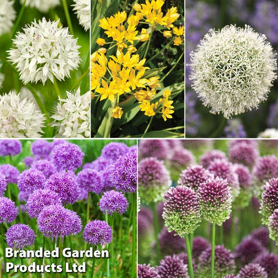 Mixed Allium Collection 101 Bulbs | DIY at B&Q