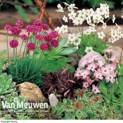 Mixed Alpine Plant Collection - Outdoor Garden Plants, Ideal for Pots ...