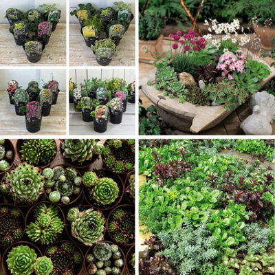 Mixed Alpine Plant Collection - Outdoor Garden Plants, Ideal for Pots ...