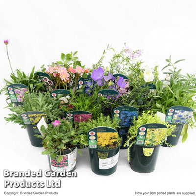 MIXED ALPINE PLANT COLLECTION - OUTDOOR GARDEN PLANTS, IDEAL FOR POTS ...