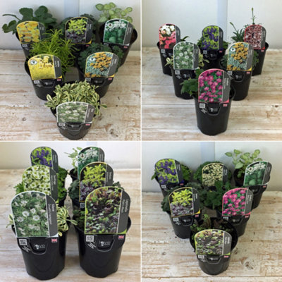 Mixed Alpine Plant Collection - Outdoor Garden Plants, Ideal for Pots ...