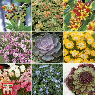 MIXED ALPINE PLANT COLLECTION - OUTDOOR GARDEN PLANTS, IDEAL FOR POTS ...