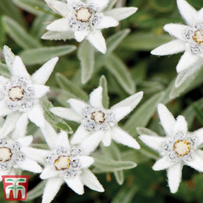 MIXED ALPINE PLANT COLLECTION - OUTDOOR GARDEN PLANTS, IDEAL FOR POTS ...