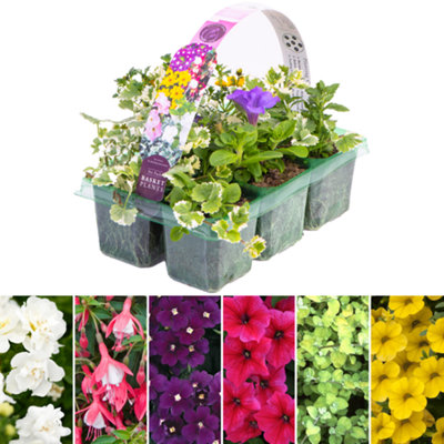 MIXED BASKET PLANTS: DIVERSE HARMONY, VIBRANT VARIETY, 6 PACK DELIGHT ...