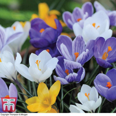 Mixed Crocus Collection - 80 Spring Flowering Bulbs | DIY at B&Q
