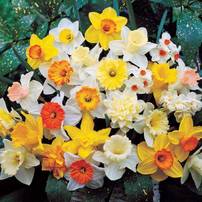 Mixed Daffodils Flowering Bulbs - Diverse 1kg Pack | DIY at B&Q