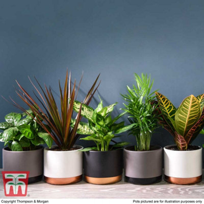 Mixed Houseplant Collection - 3 Potted Plants (12cm Pots)