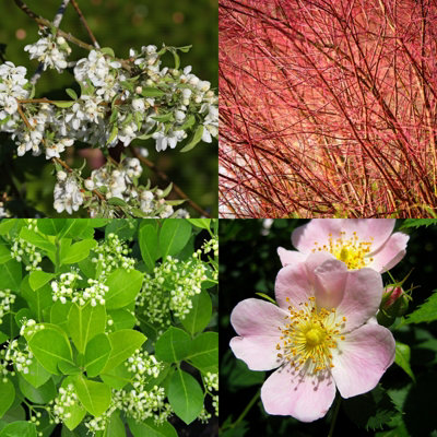 Mixed Native Colourful 20 x Bare Root Hedging Mix - Multi Season ...