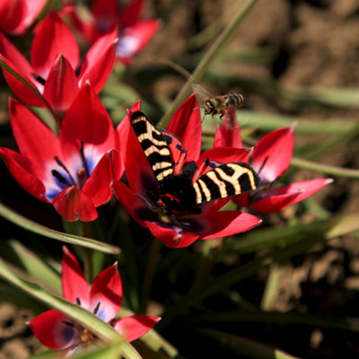 Mixed Rockery Dwarf Tulip Bulbs (64 bulbs) by Jamieson Brothers