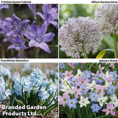 Mixed Spring Flowering Bulb Collection - 100 Bulbs