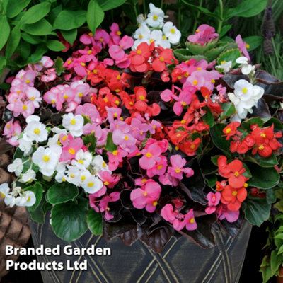 Mixed Summer Bedding Plant Collection - 48 Plug Plants - Ideal for ...