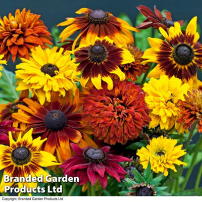 Mixed Summer Bedding Plant Collection - 48 Plug Plants - Ideal for ...