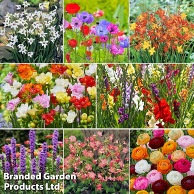 Mixed Summer Bulb Collection - 161 Summer Flowering Bulbs - Outdoor ...