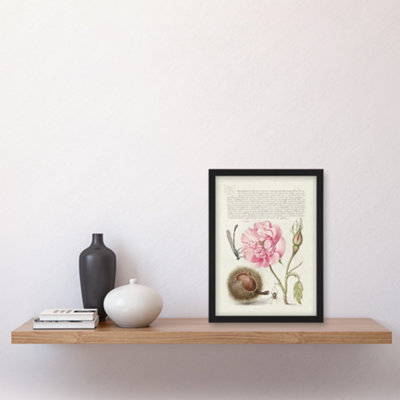 Model Book of Calligraphy Framed Wall Art Damselfly Rose Chestnut ...