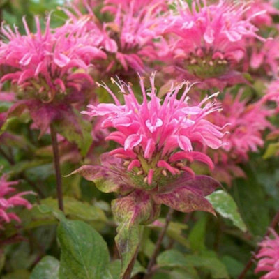 Monarda Beauty of Cobham - Vibrant Perennial Aromatic Foliage Purplish ...