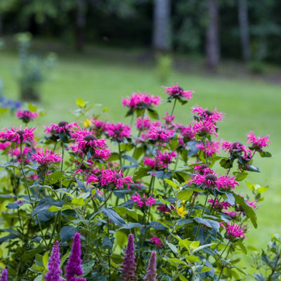 Monarda 'Bee-True' - 3Ltr Potted - Marginal Aquatic Pond Plant