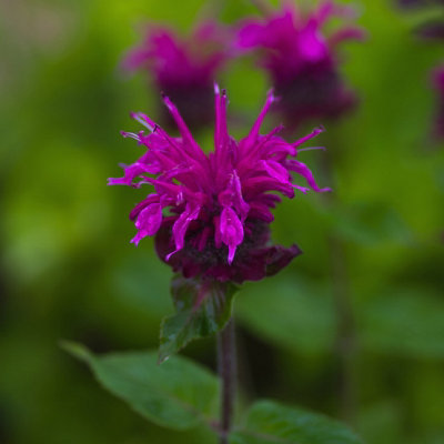 Monarda 'Bee-True' - 3Ltr Potted - Marginal Aquatic Pond Plant